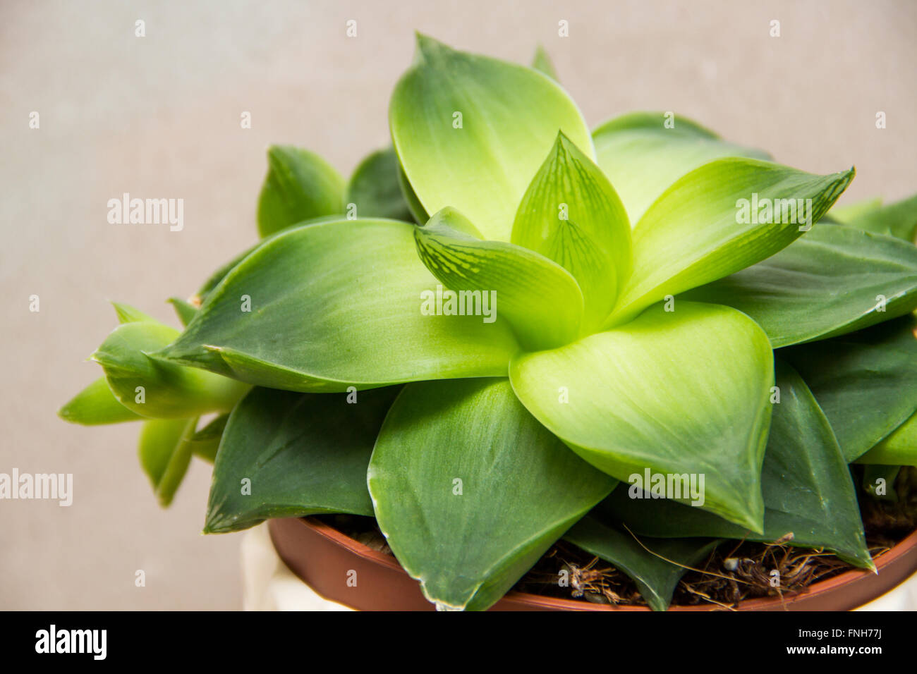 Loft plant hi-res stock photography and images - Alamy