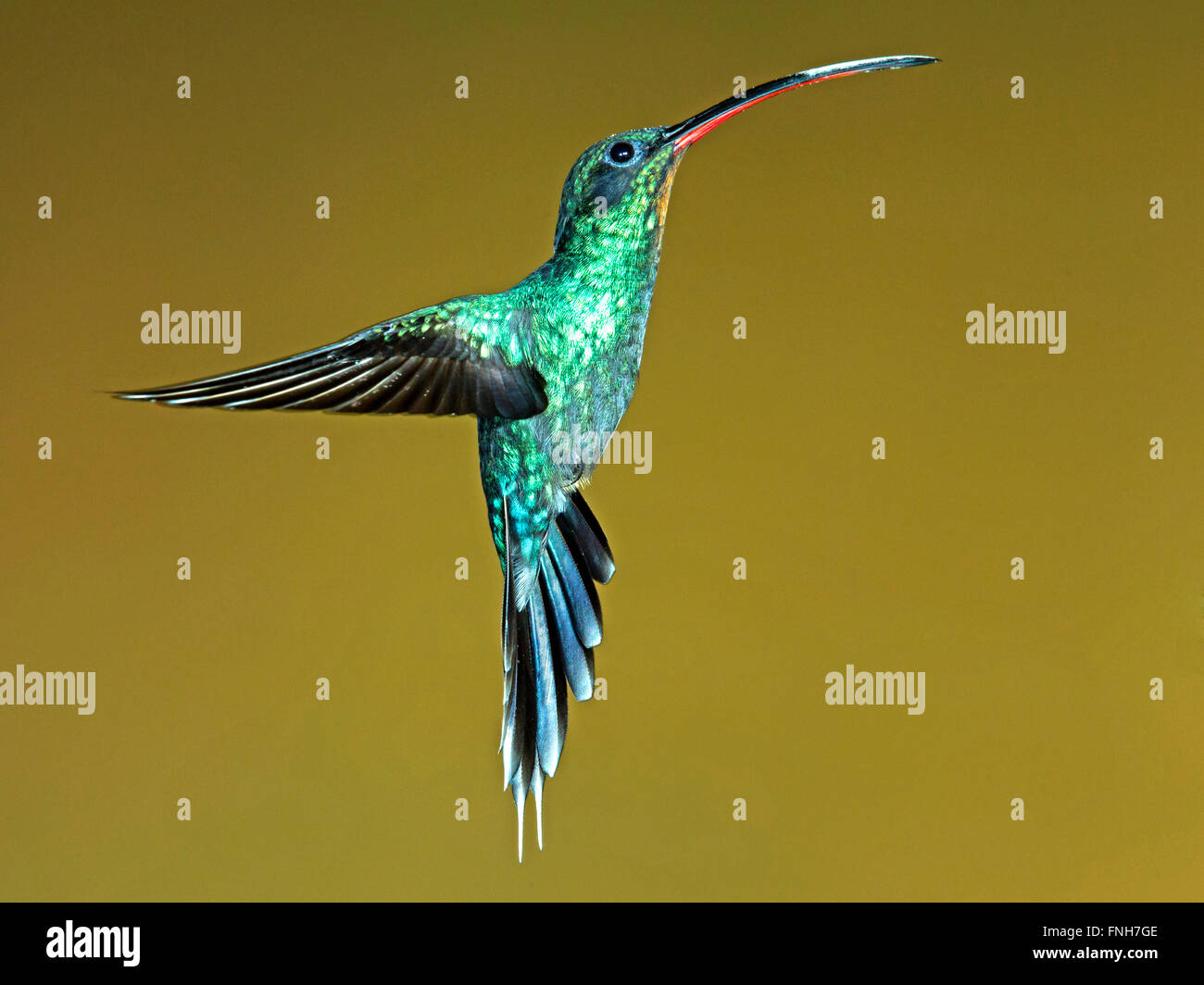 Green hermit hummingbirds hi-res stock photography and images - Alamy