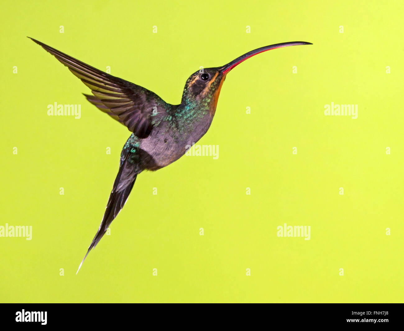 Female green hermit hummingbird hovering Stock Photo - Alamy