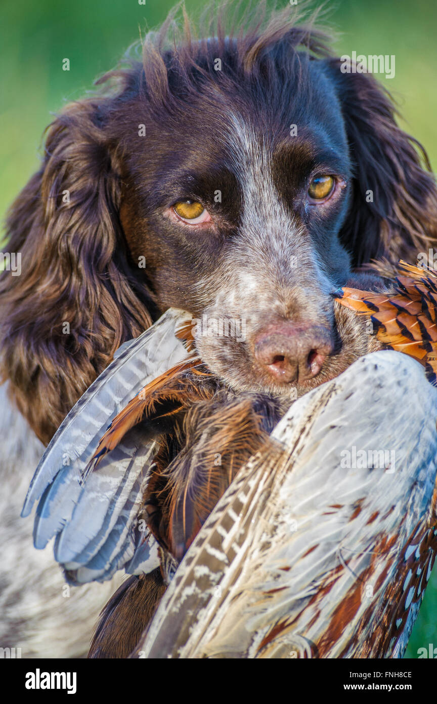 Portrait of a Cocker Spaniel dog carrying a pheasant Stock Photo - Alamy