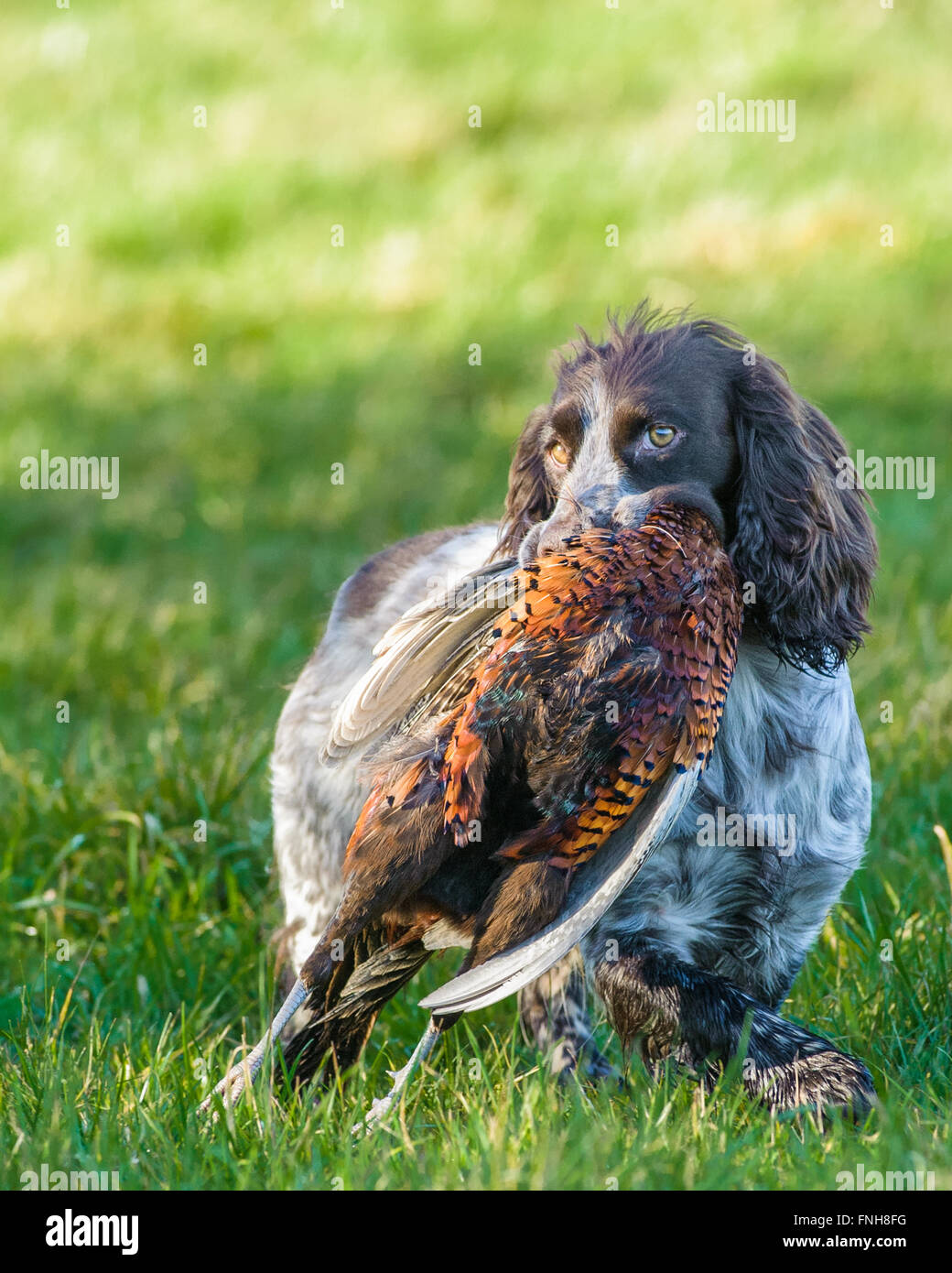 Portrait of a Cocker Spaniel dog carrying a pheasant Stock Photo - Alamy