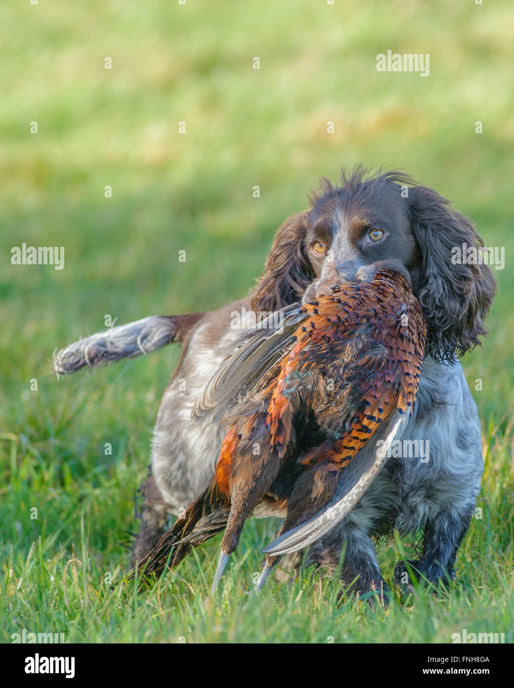 Portrait of a Cocker Spaniel dog carrying a pheasant Stock Photo - Alamy