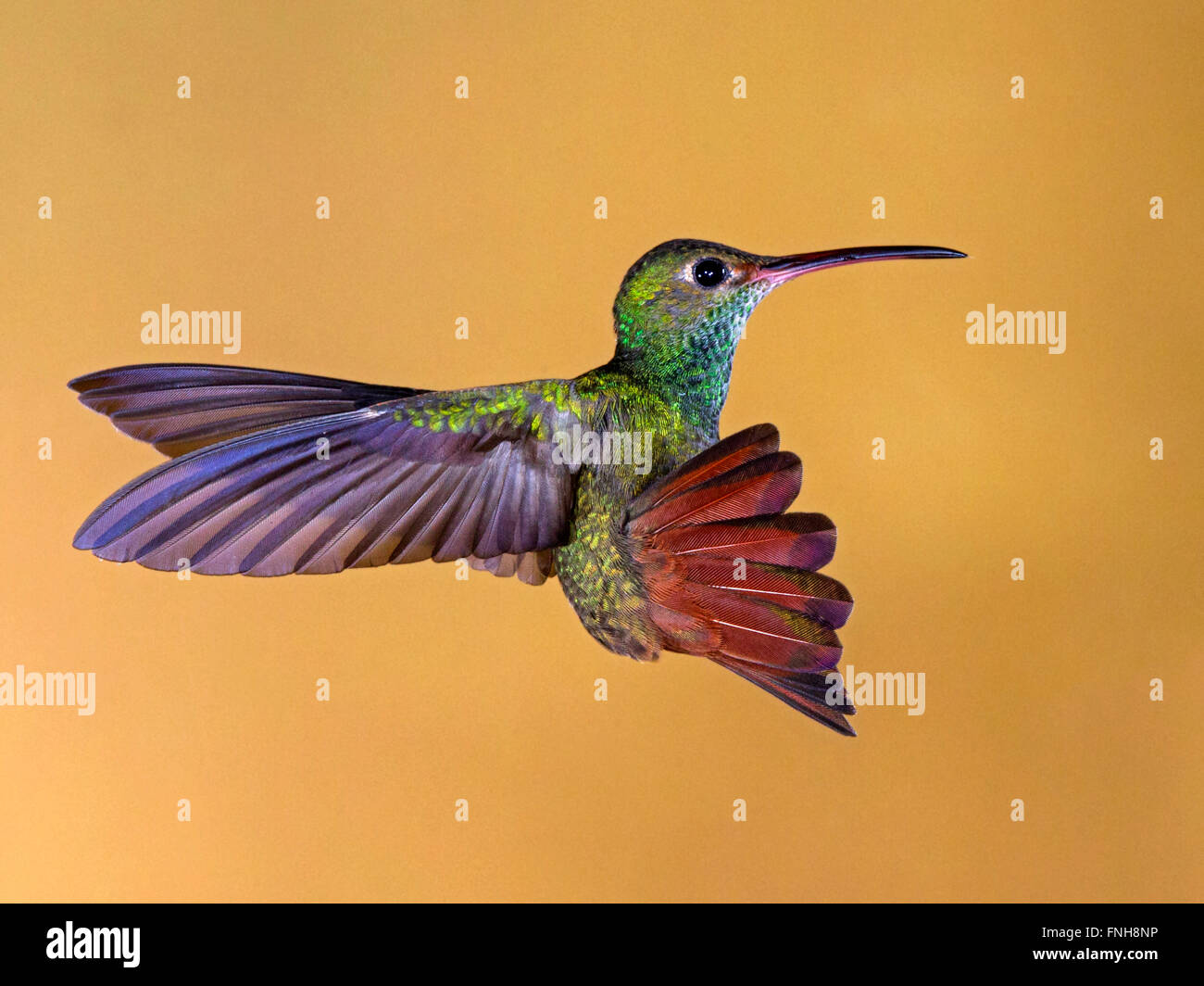 Rufous-tailed hummingbird hovering, tail spread Stock Photo - Alamy