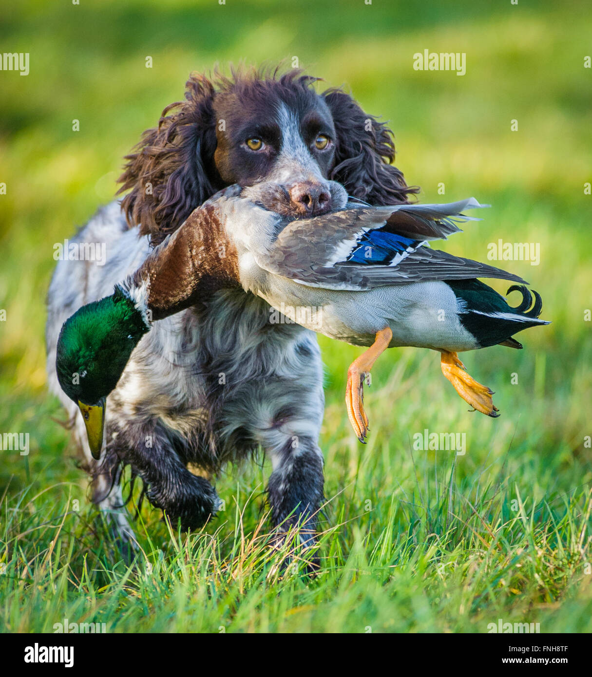 Portrait of a Cocker Spaniel dog carrying a mallard duck Stock Photo ...