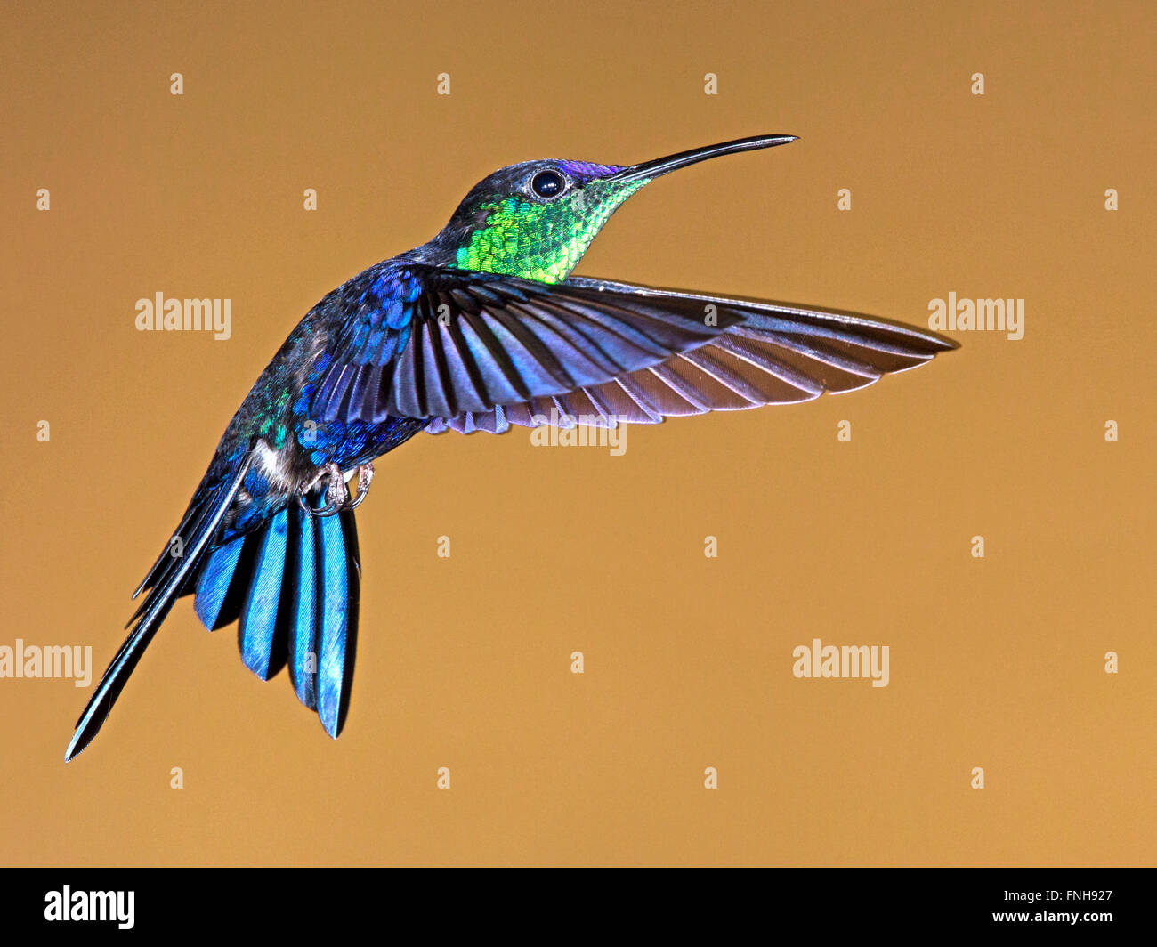 Woodnymph hi-res stock photography and images - Alamy