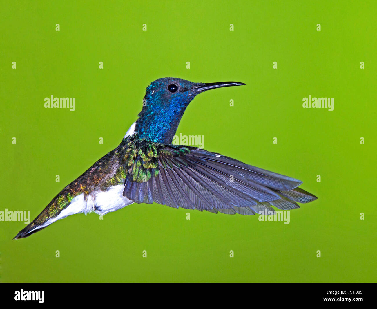 Jacobin hi-res stock photography and images - Alamy