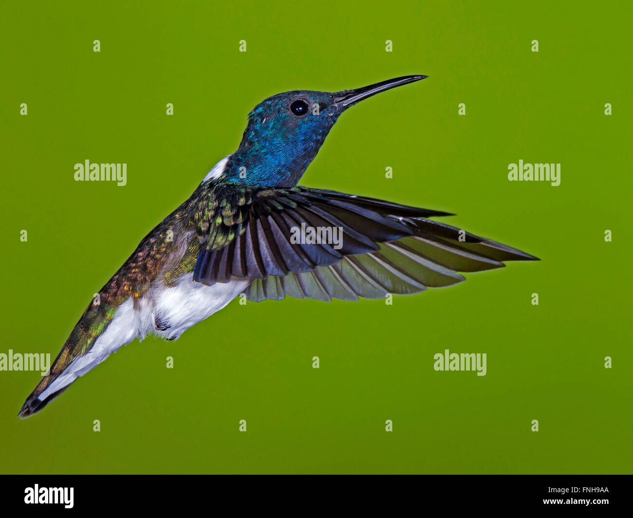 Male white necked jacobin hi-res stock photography and images - Alamy