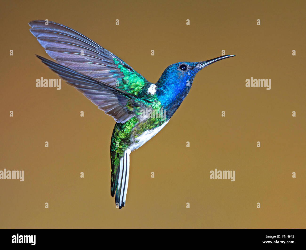 Jacobin hi-res stock photography and images - Alamy