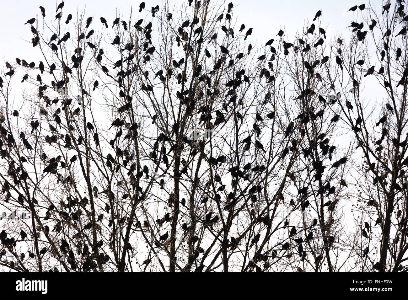 Flock of Common Grackles (Quiscalus quiscula) makes a pattern of birds ...