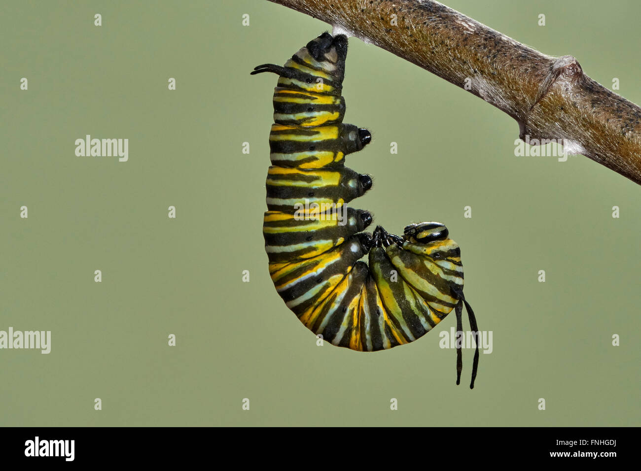Caterpillar of the Monarch butterfly, Changing from caterpillar to ...