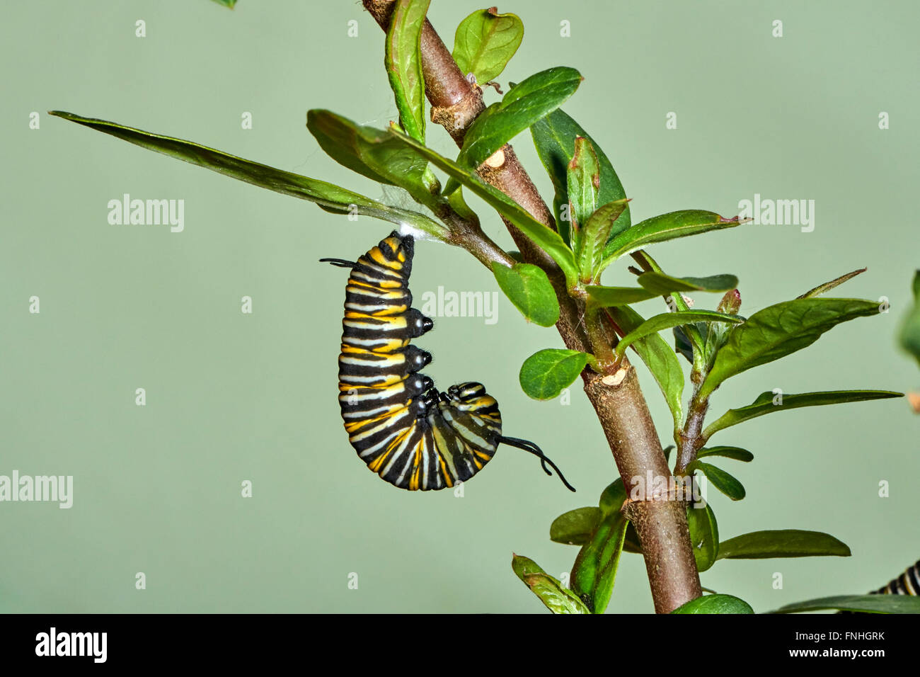 Changing into butterfly hi-res stock photography and images - Alamy