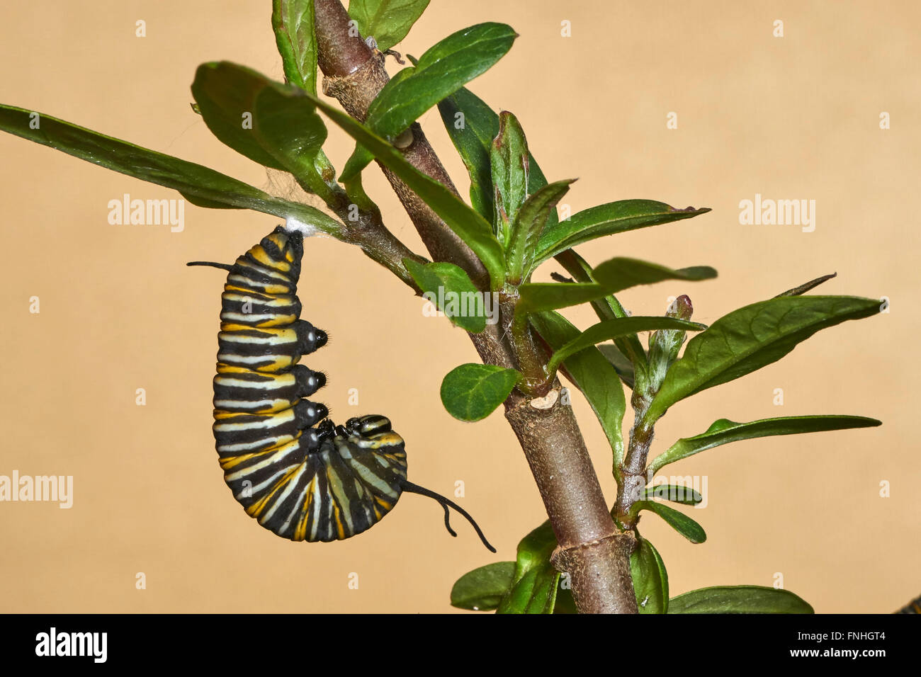 Caterpillar of the Monarch butterfly, Changing from caterpillar to ...