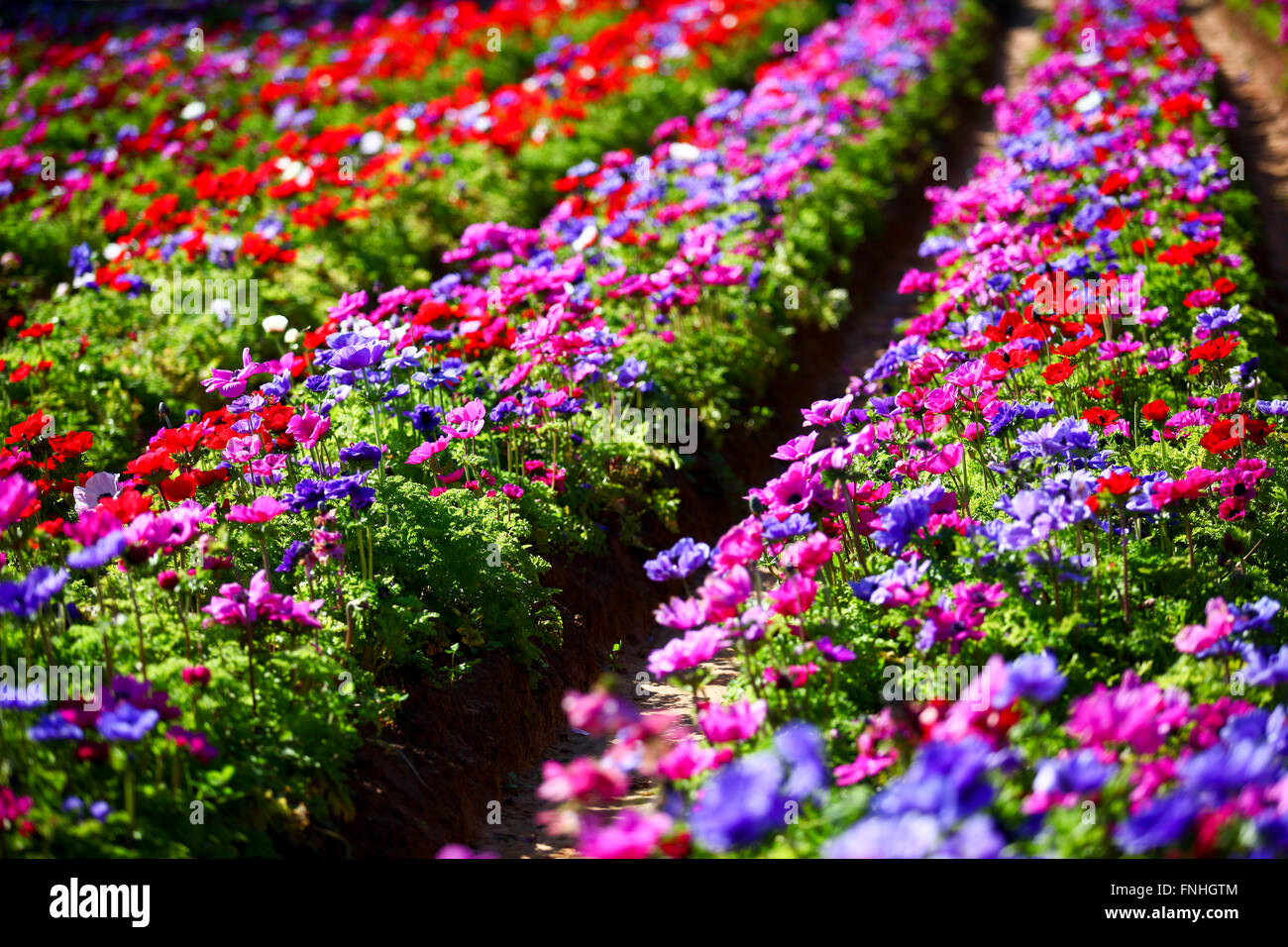 A field of cultivated colourful and vivid Anemone flowers. Photographed ...