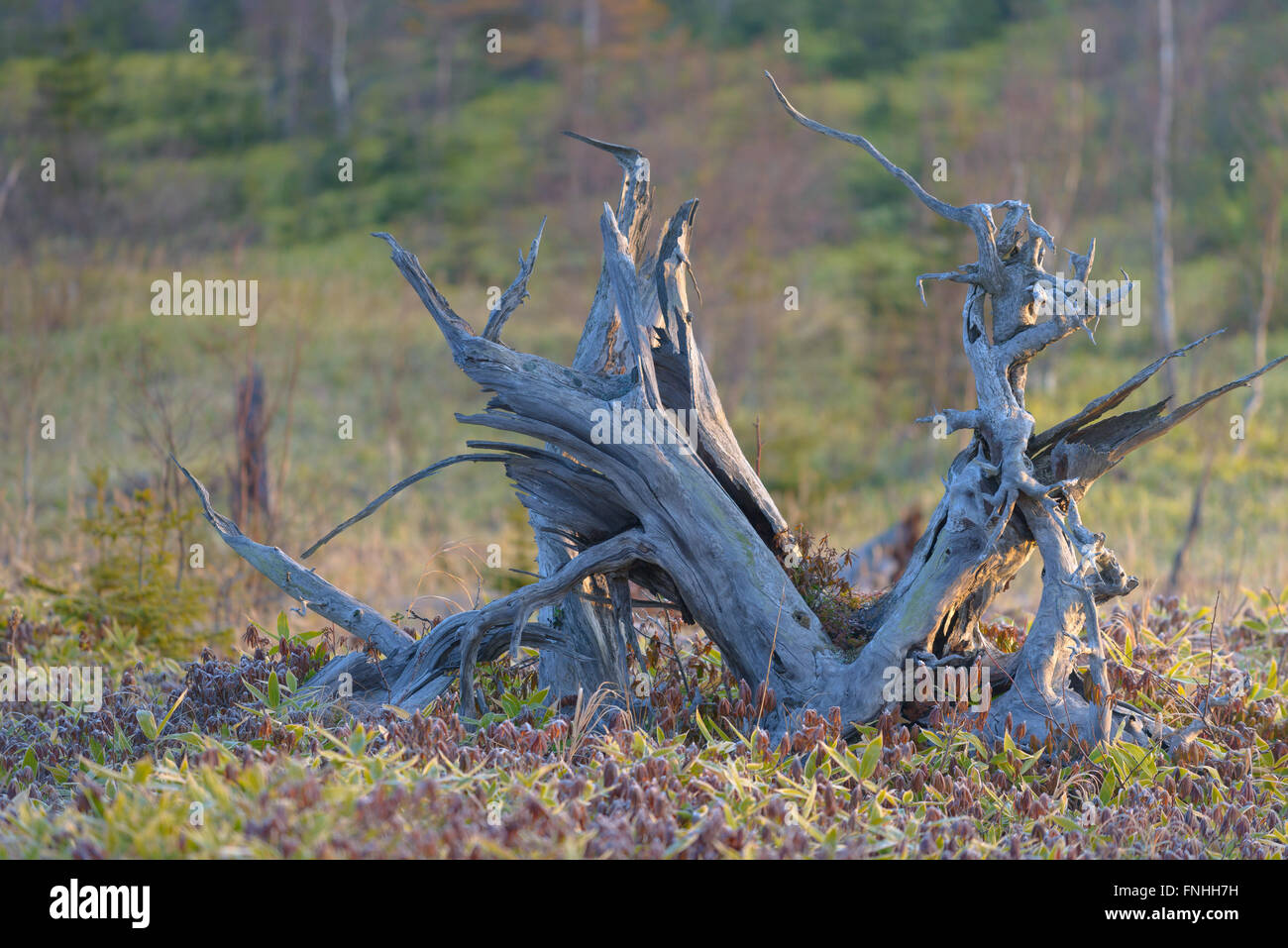 Russian swamp hi-res stock photography and images - Alamy