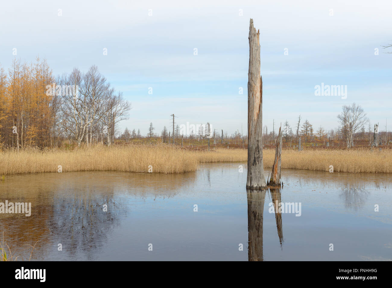 Backwater swamp hi-res stock photography and images - Alamy