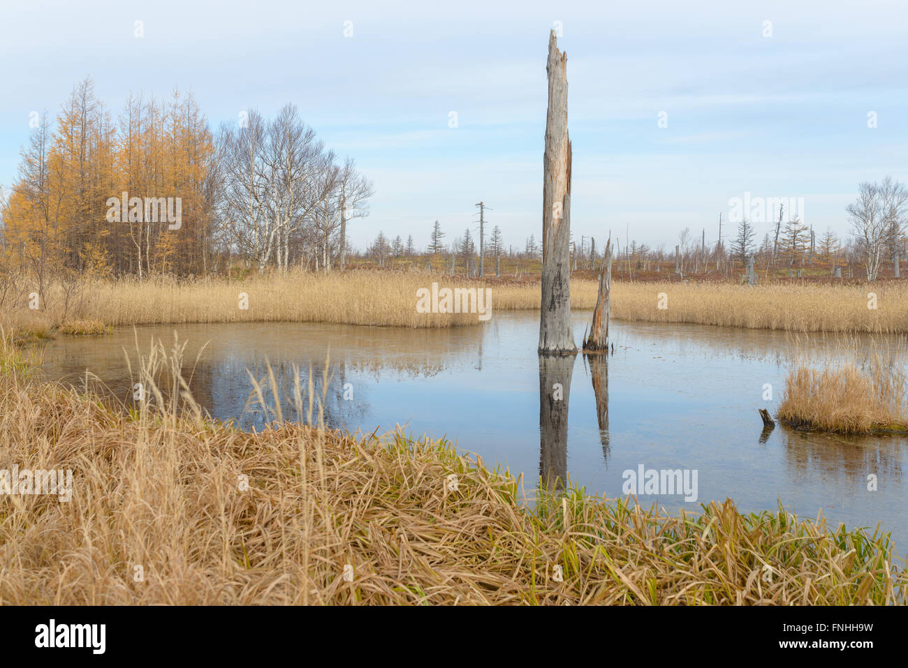 Deadwood in the swamp, Sakhalin Island, Russia Stock Photo - Alamy