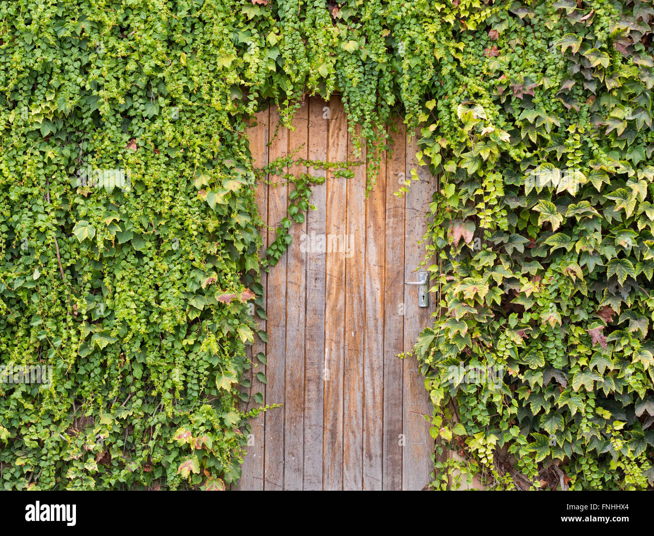 Wooden Door With Vine Covered Wall 20 Antique Doors For An Urban And