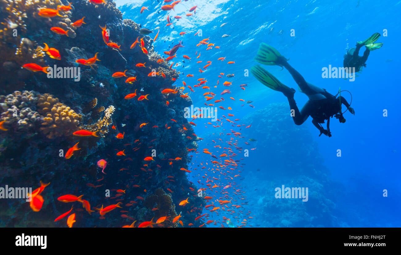 Underwater photography of diver Stock Photo - Alamy