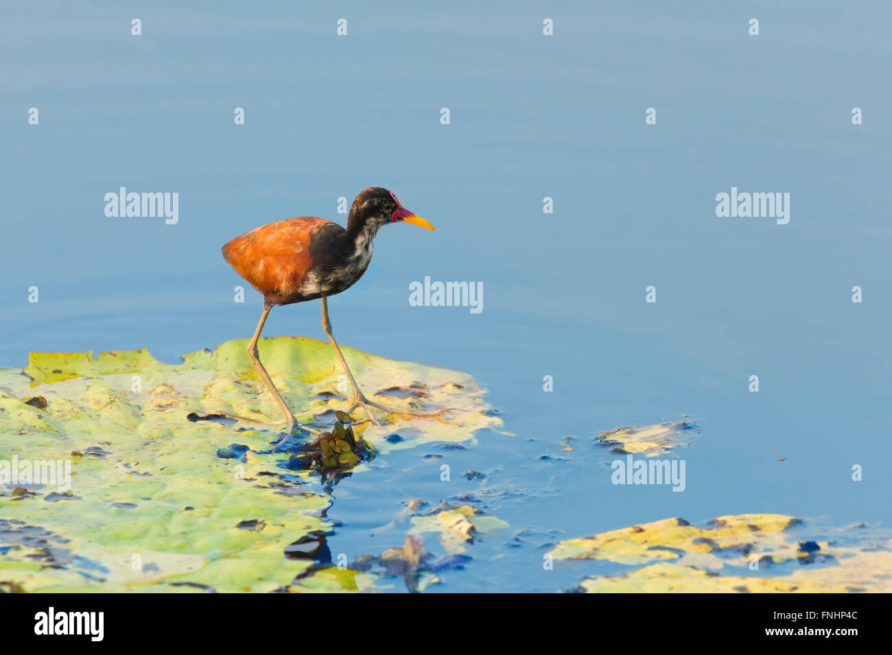 Wattled Jacana (Jacana jacana) walking on a Victoria water lily leave ...