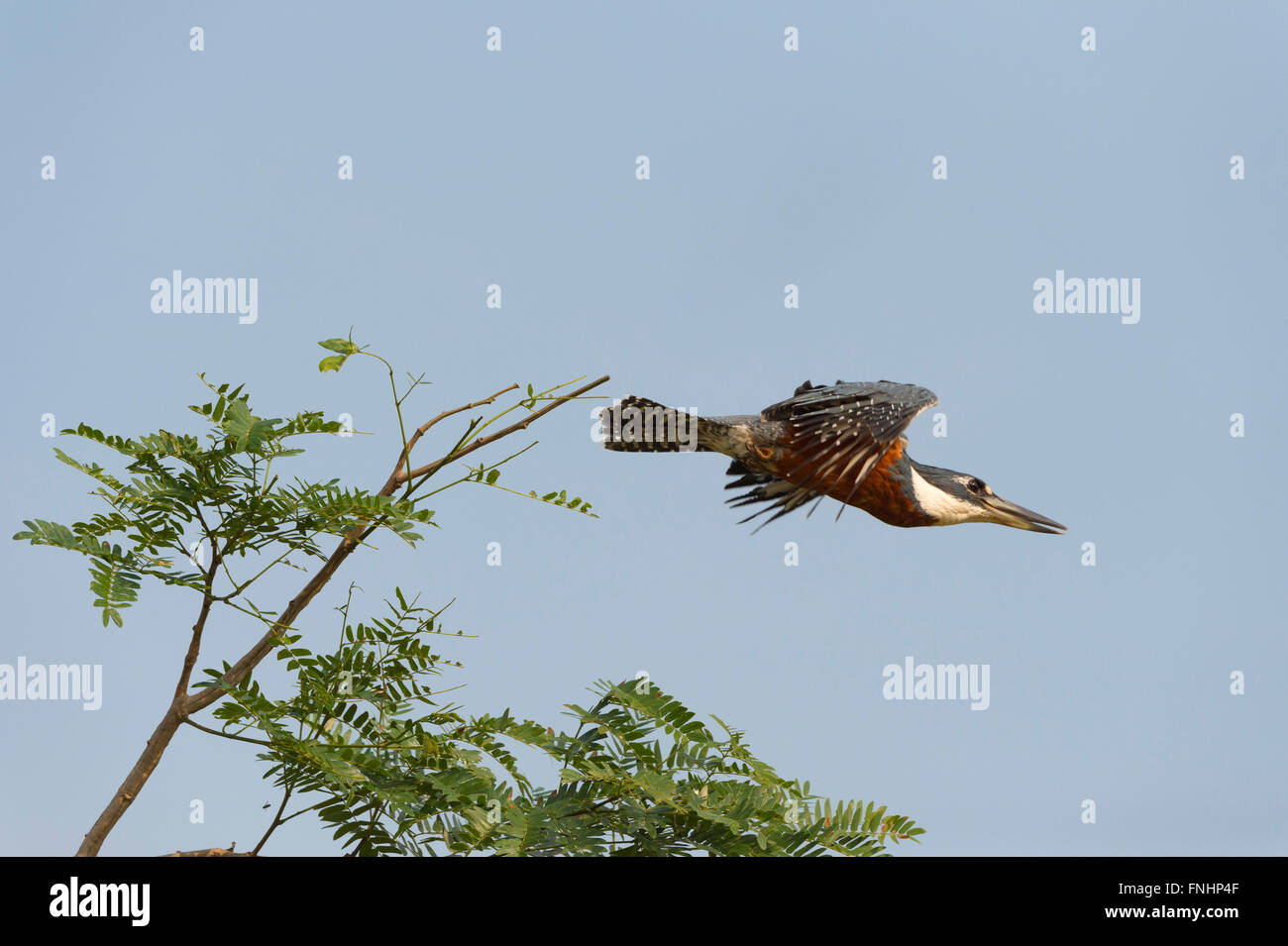 Ringed Kingfisher (Ceryle torquata) in flight, Pantanal, Mato Grosso ...
