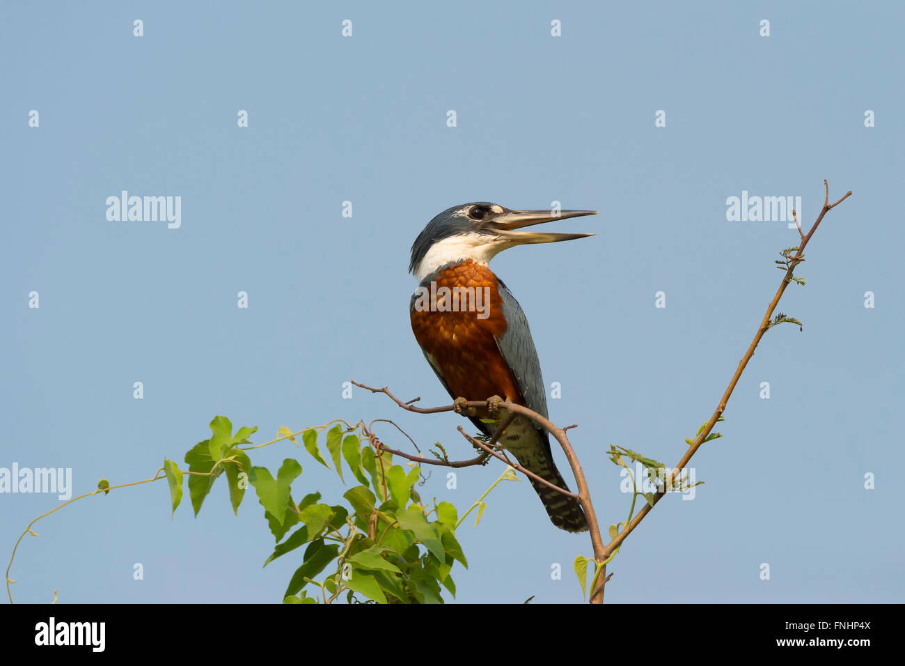 Ringed Kingfisher (Ceryle torquata), Pantanal, Mato Grosso, Brazil ...