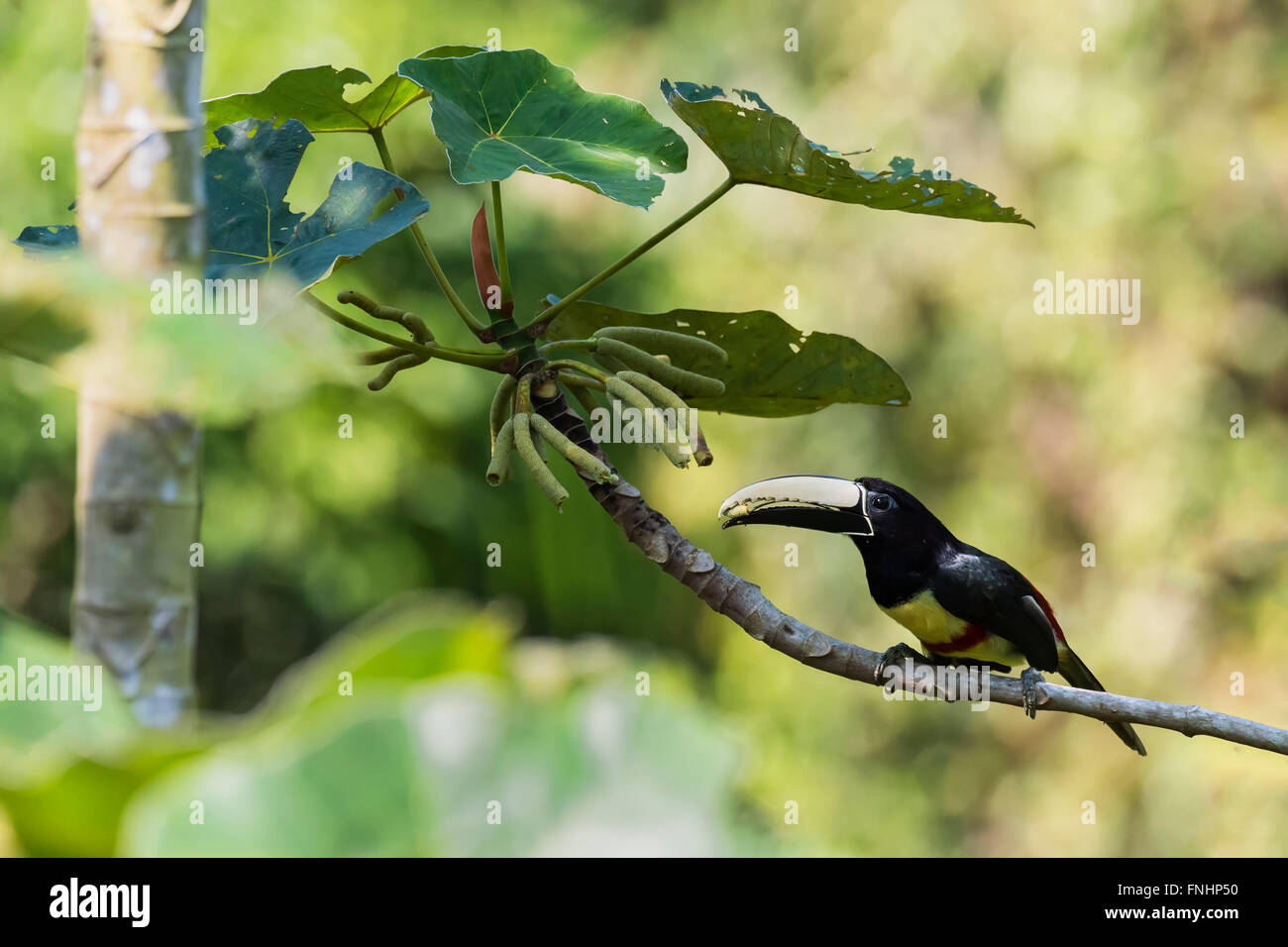 Black-necked Aracari (Pteroglossus aracari), Amazon, Brazil Stock Photo ...