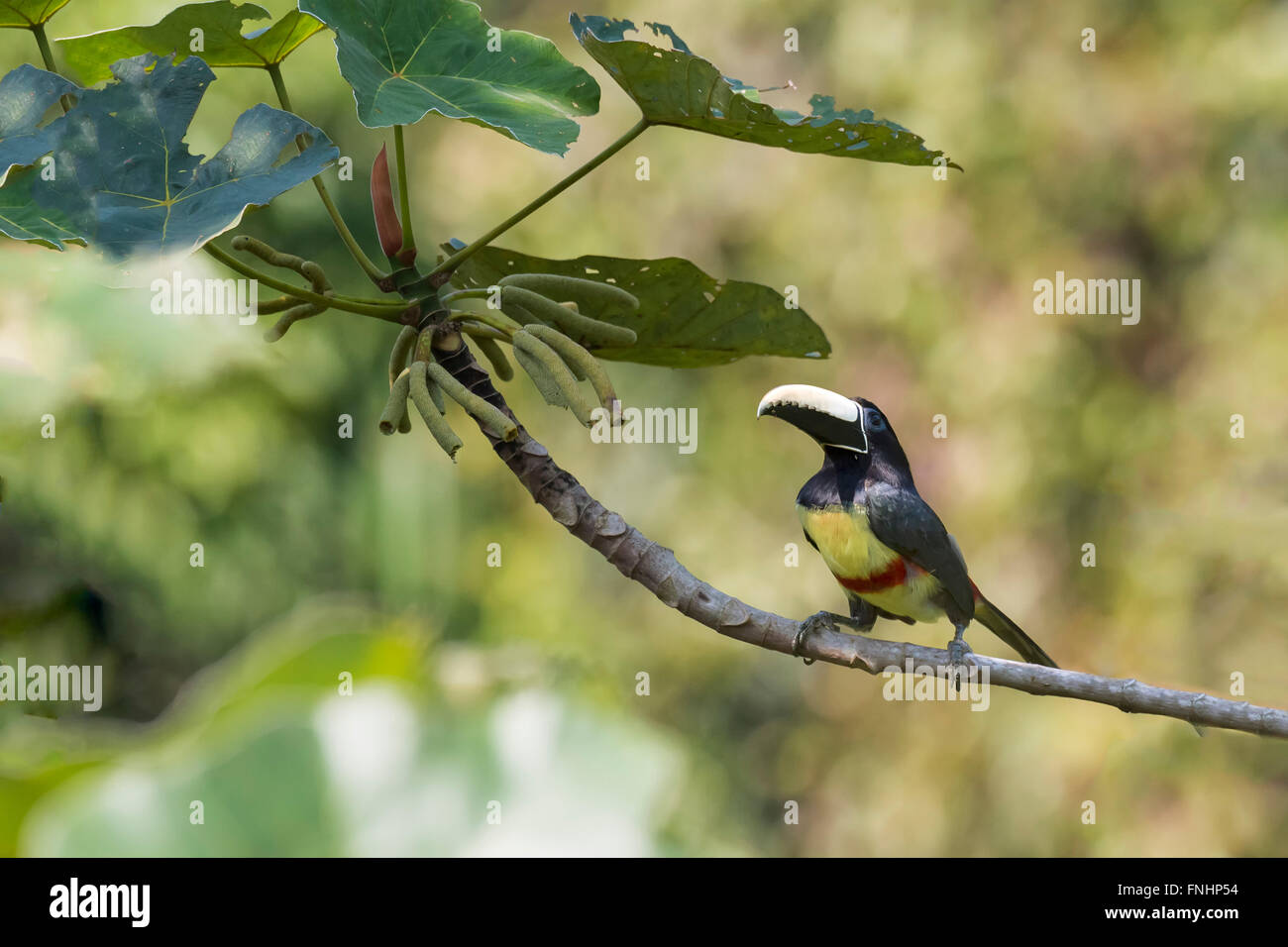 Black Necked Aracari Pteroglossus Aracari High Resolution Stock ...