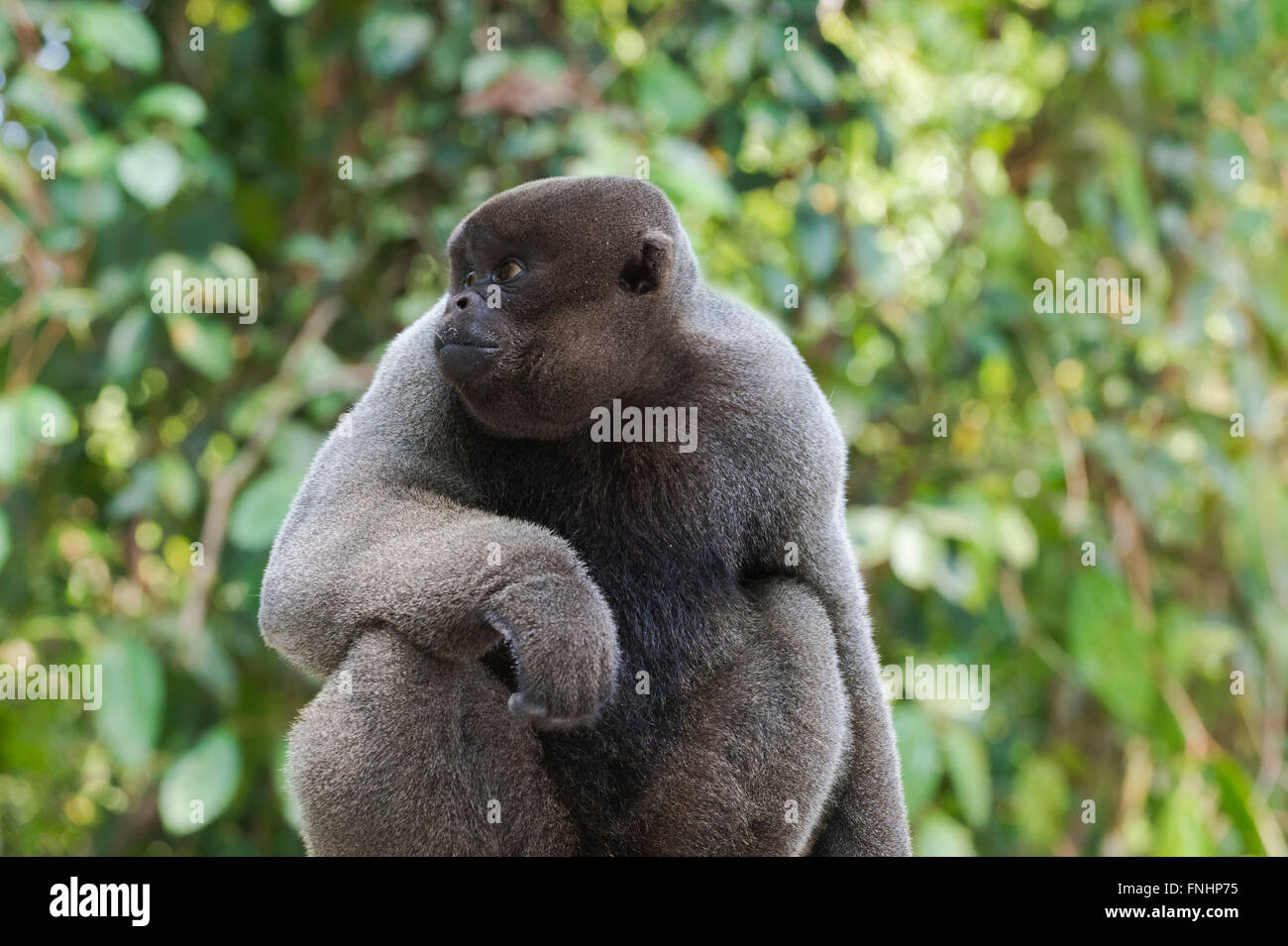 Brown woolly monkey also known as common woolly monkey or Humboldt's ...