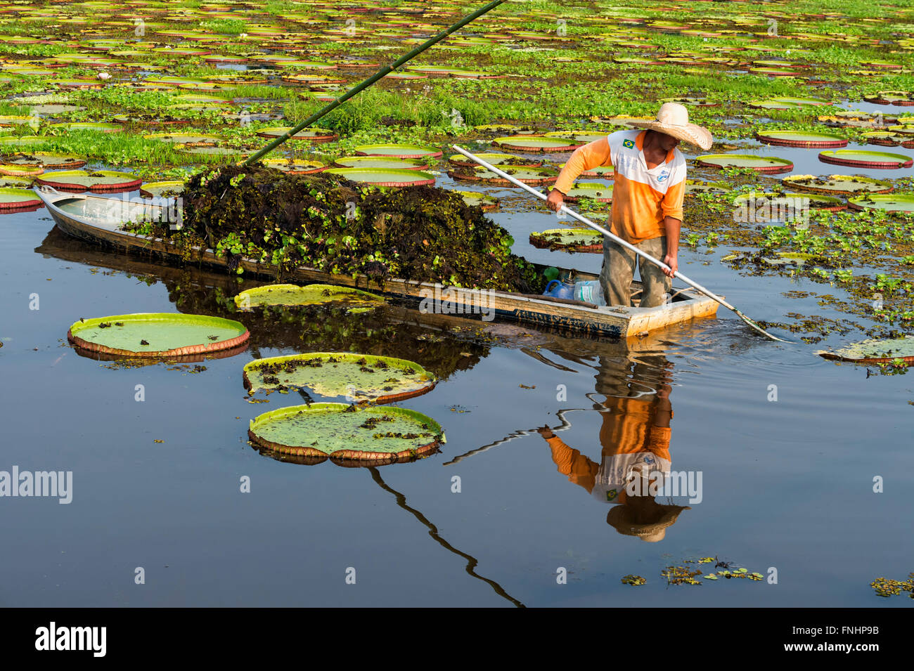 Pantaneiro cleaning the water with Victorian water lilies (Victoria ...