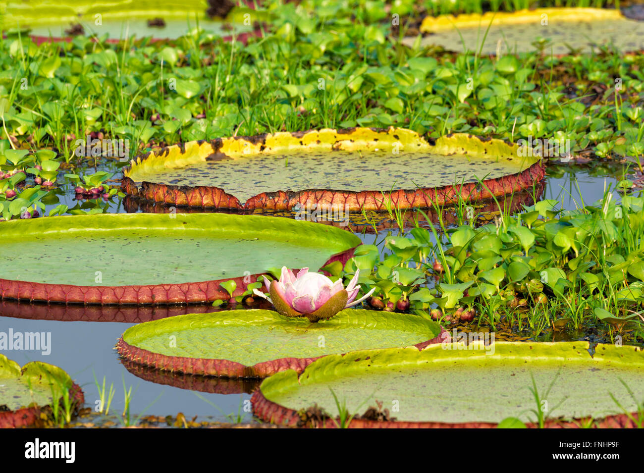 Victoria amazonica regia nymphaeaceae hi-res stock photography and ...