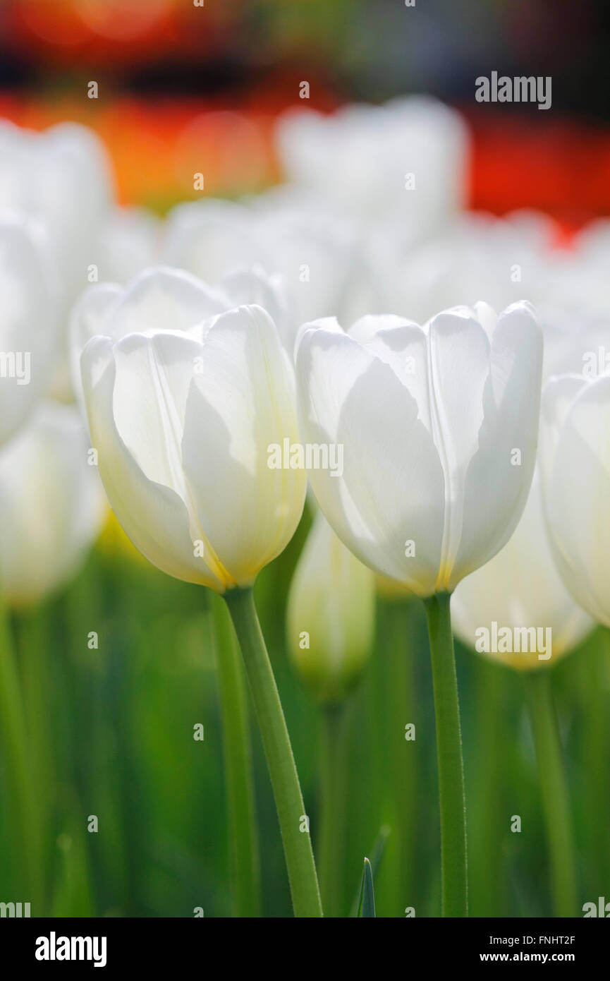 Tulipa hakuun hi-res stock photography and images - Alamy