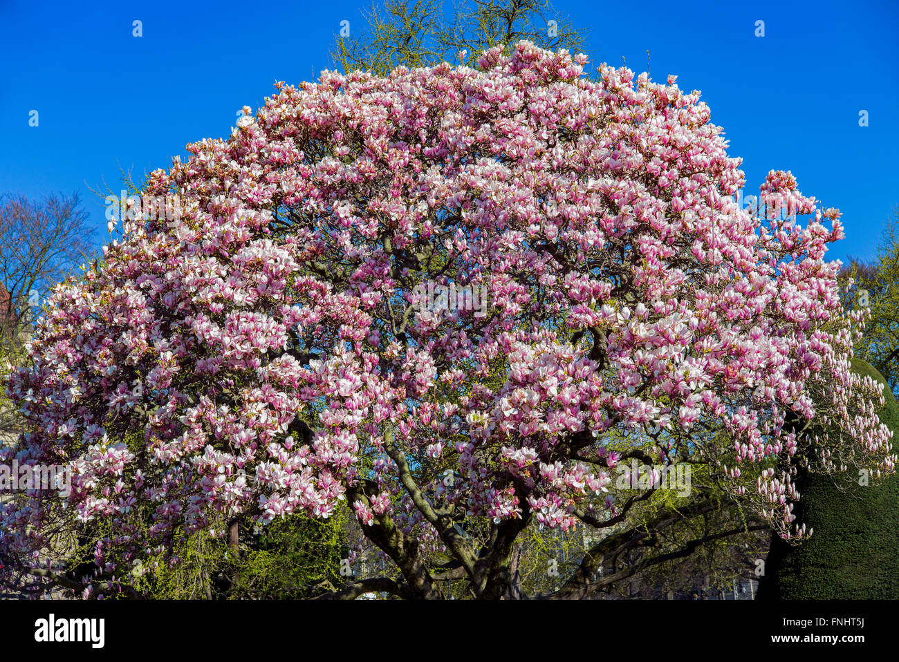 Magnolia tree full bloom hi-res stock photography and images - Alamy