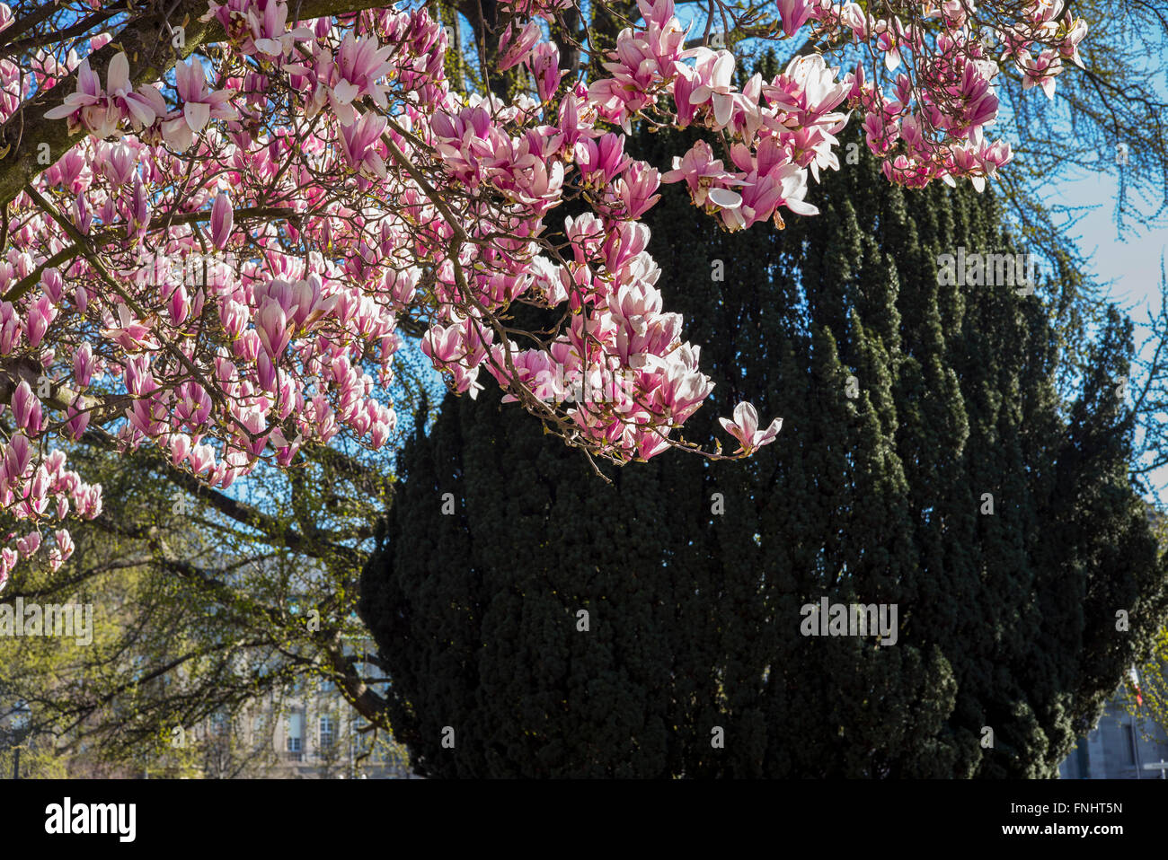 Magnolia tree full bloom hi-res stock photography and images - Alamy