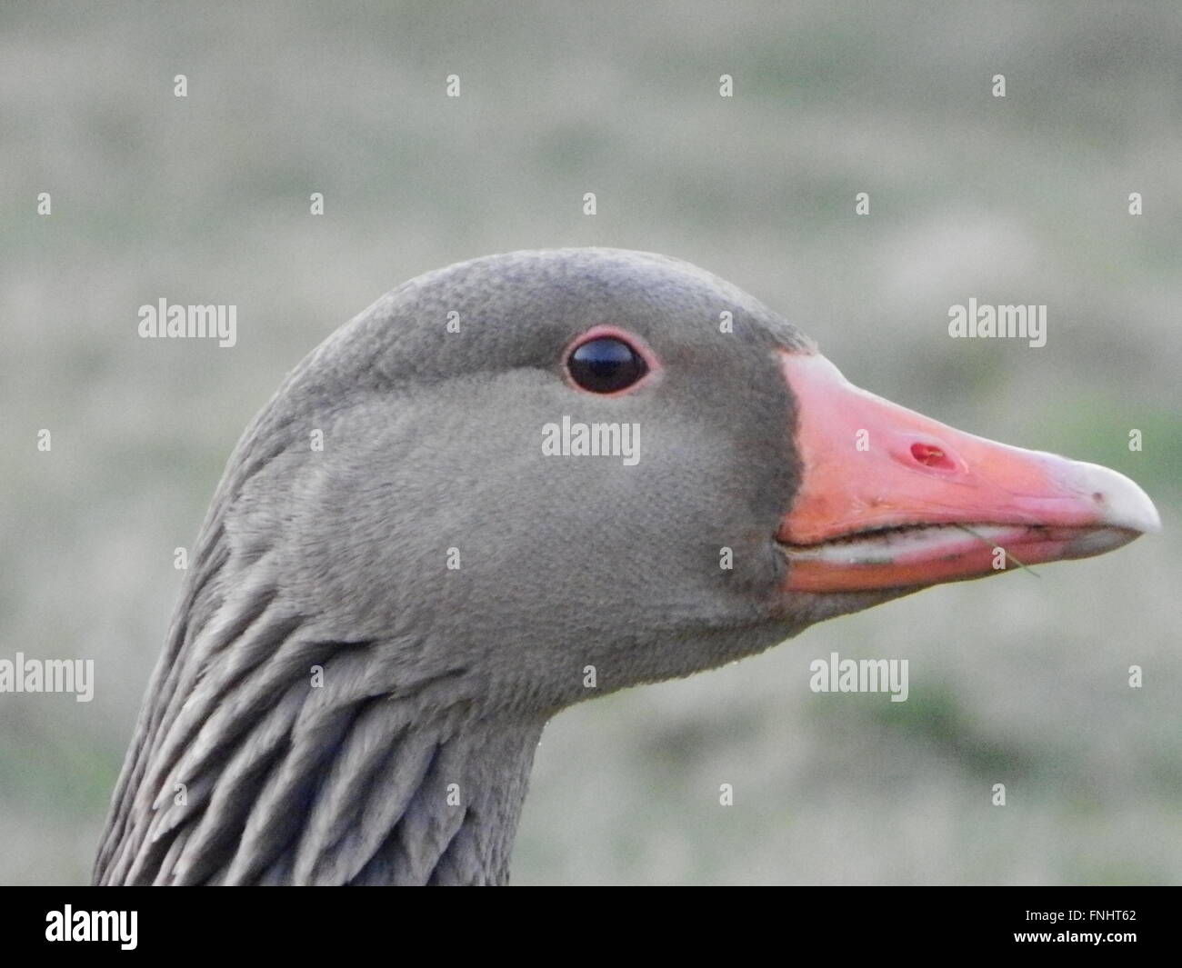 Grey red goose hi-res stock photography and images - Alamy