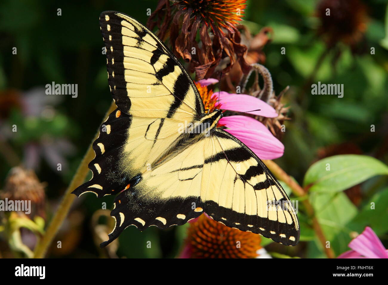 Yellow Swallowtail Butterfly Stock Photo - Alamy