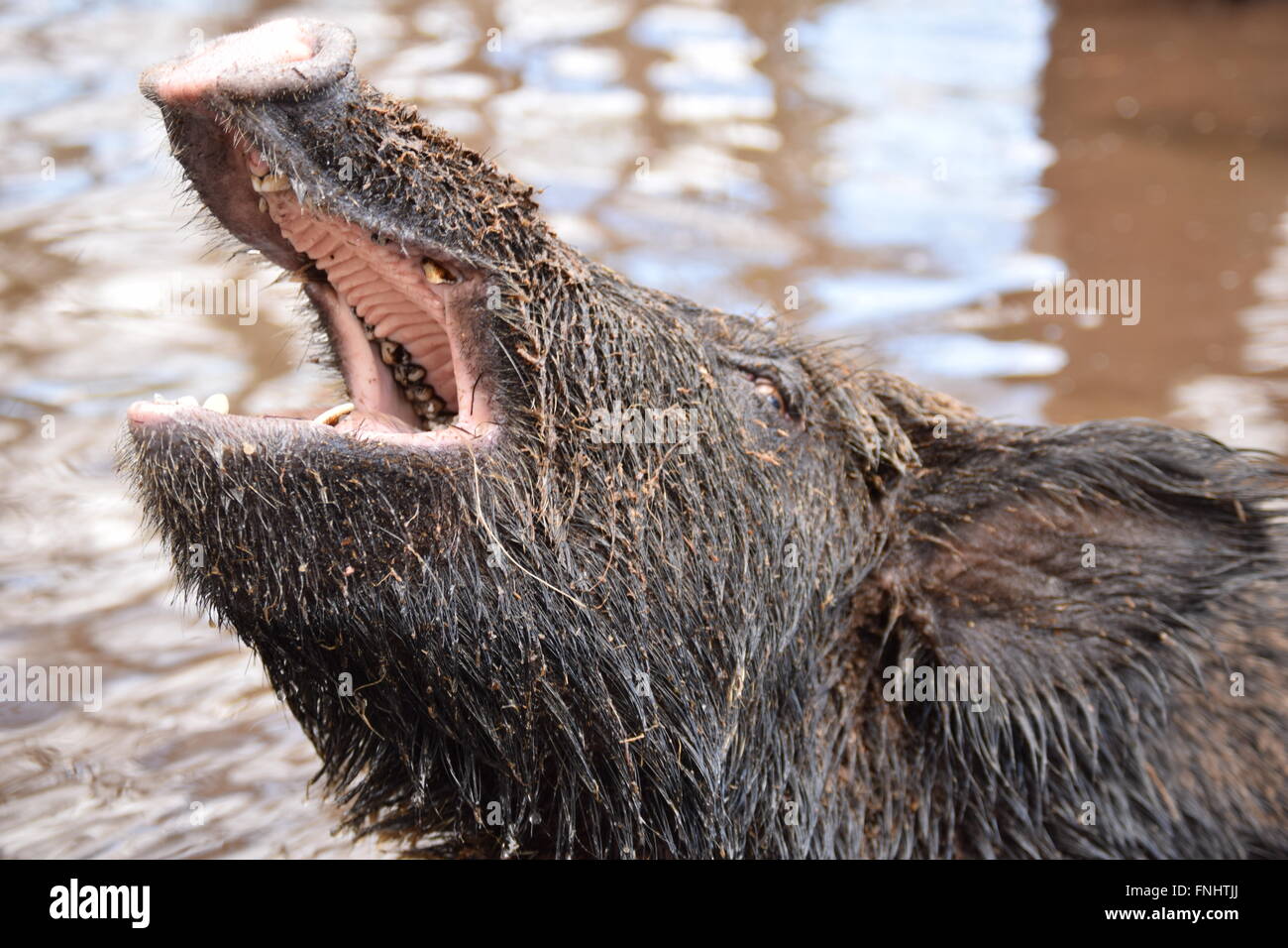 Invasive wild hog in a river in Louisiana Stock Photo - Alamy