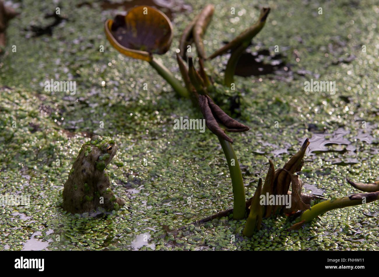 Toad or frog standing guard in a pond with leaves on its head, sunshine ...