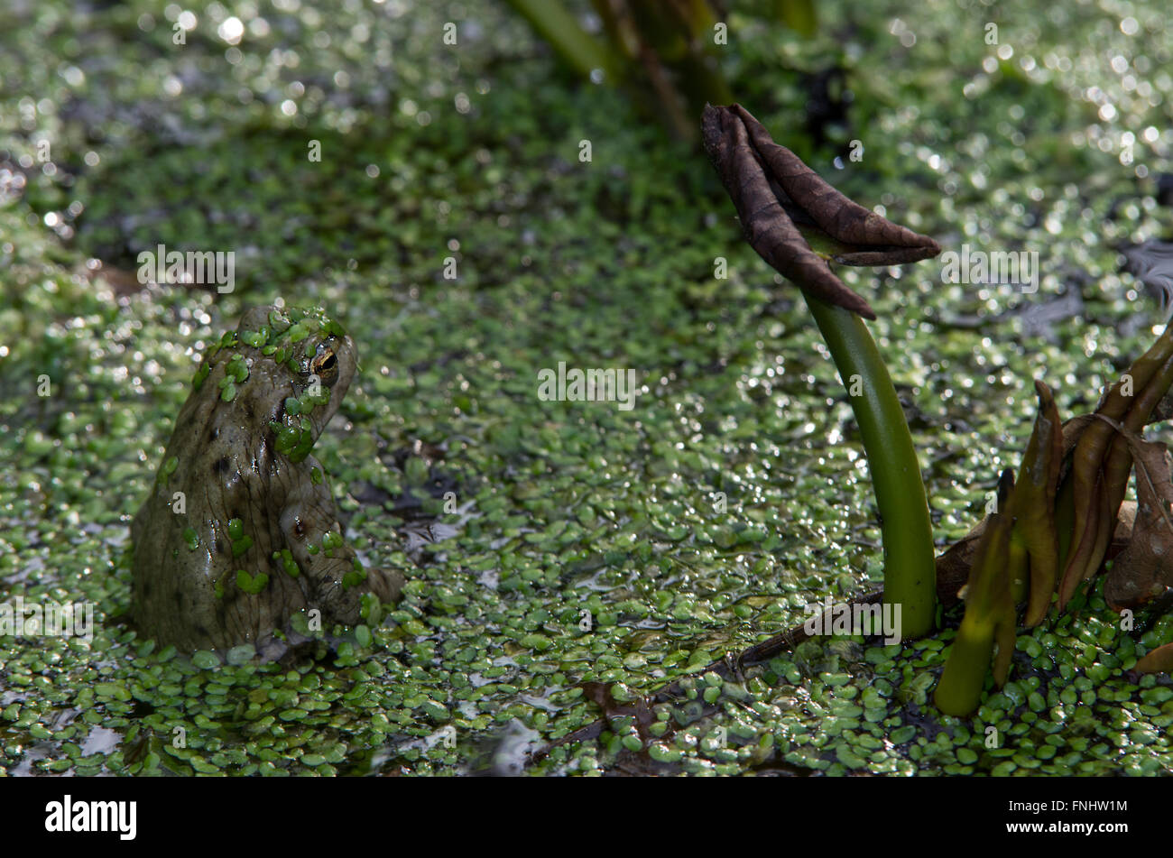 Toad or frog standing guard in a pond with leaves on its head, sunshine ...