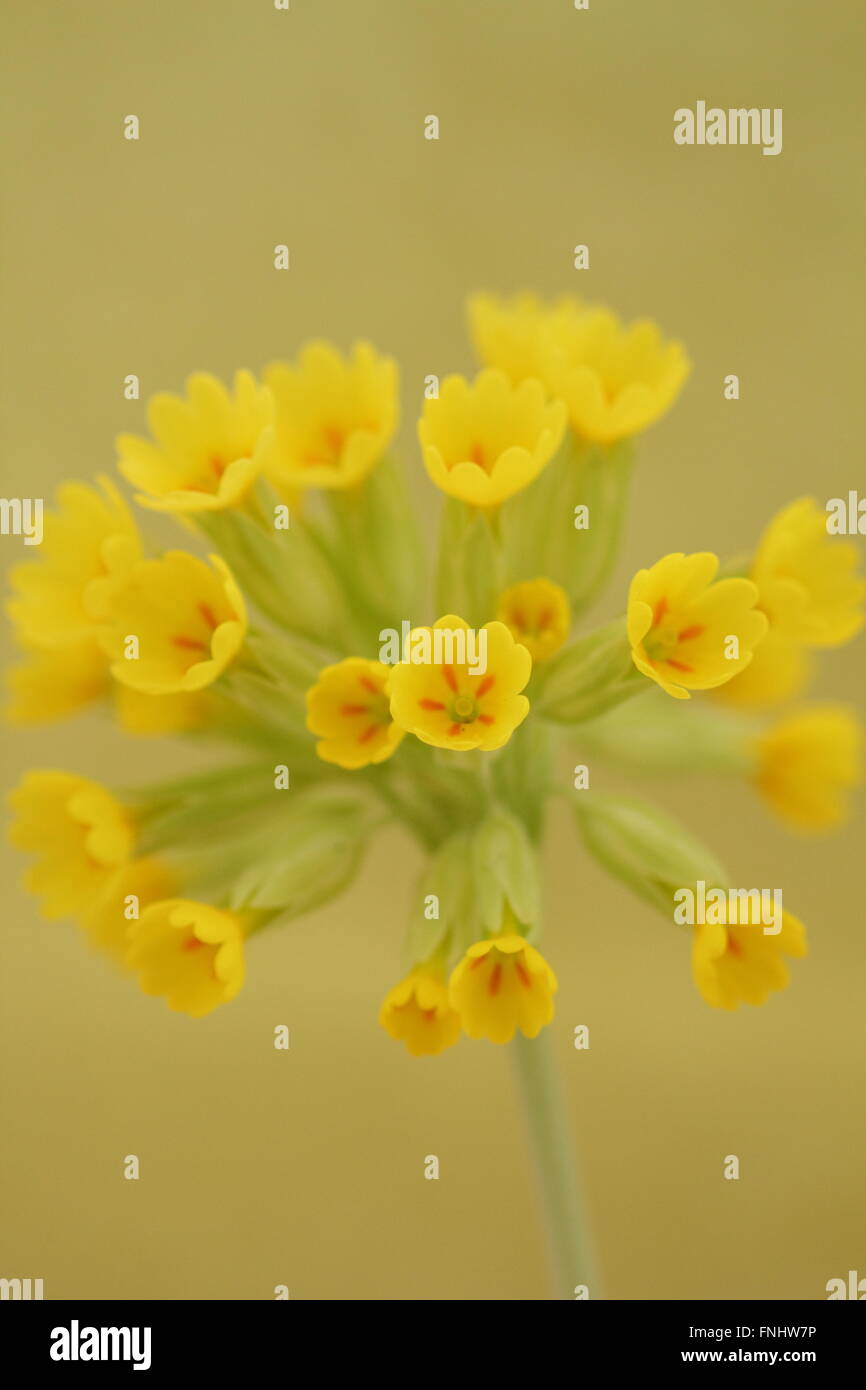 English cowslip hi-res stock photography and images - Alamy
