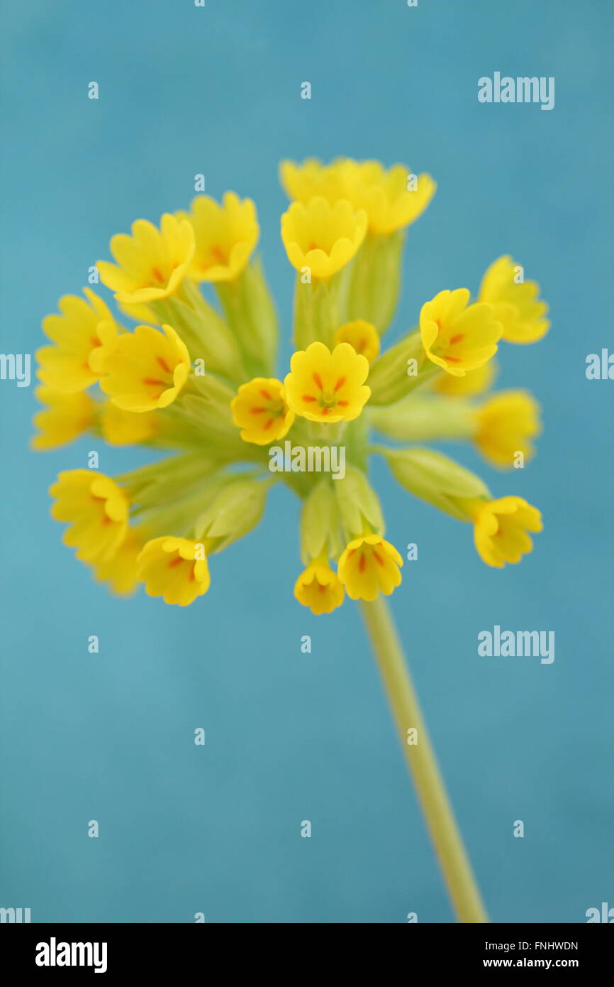Blue cowslip hi-res stock photography and images - Alamy