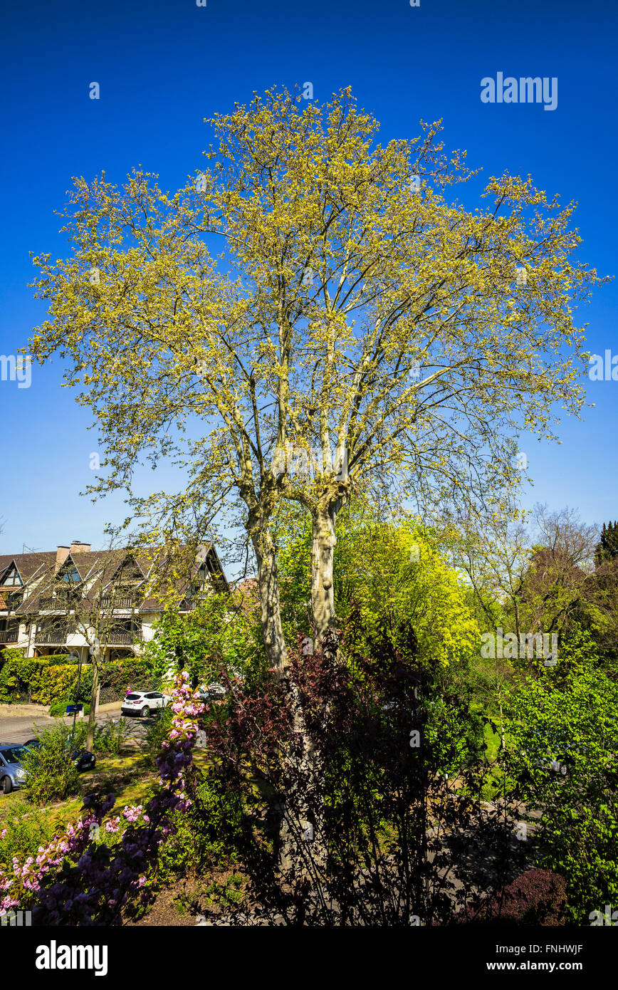 Planes tree hi-res stock photography and images - Alamy