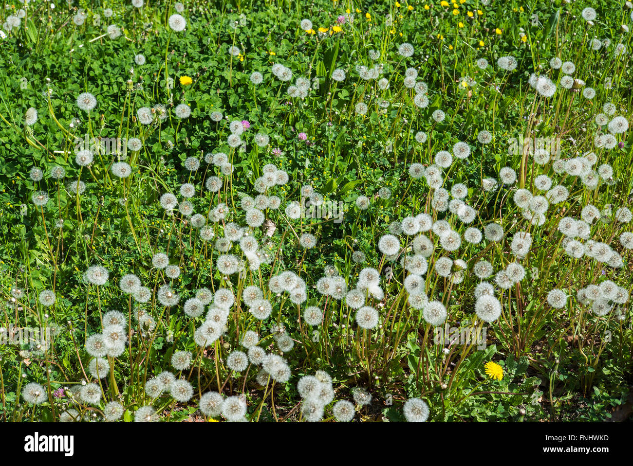 Dandelions clocks hi-res stock photography and images - Alamy