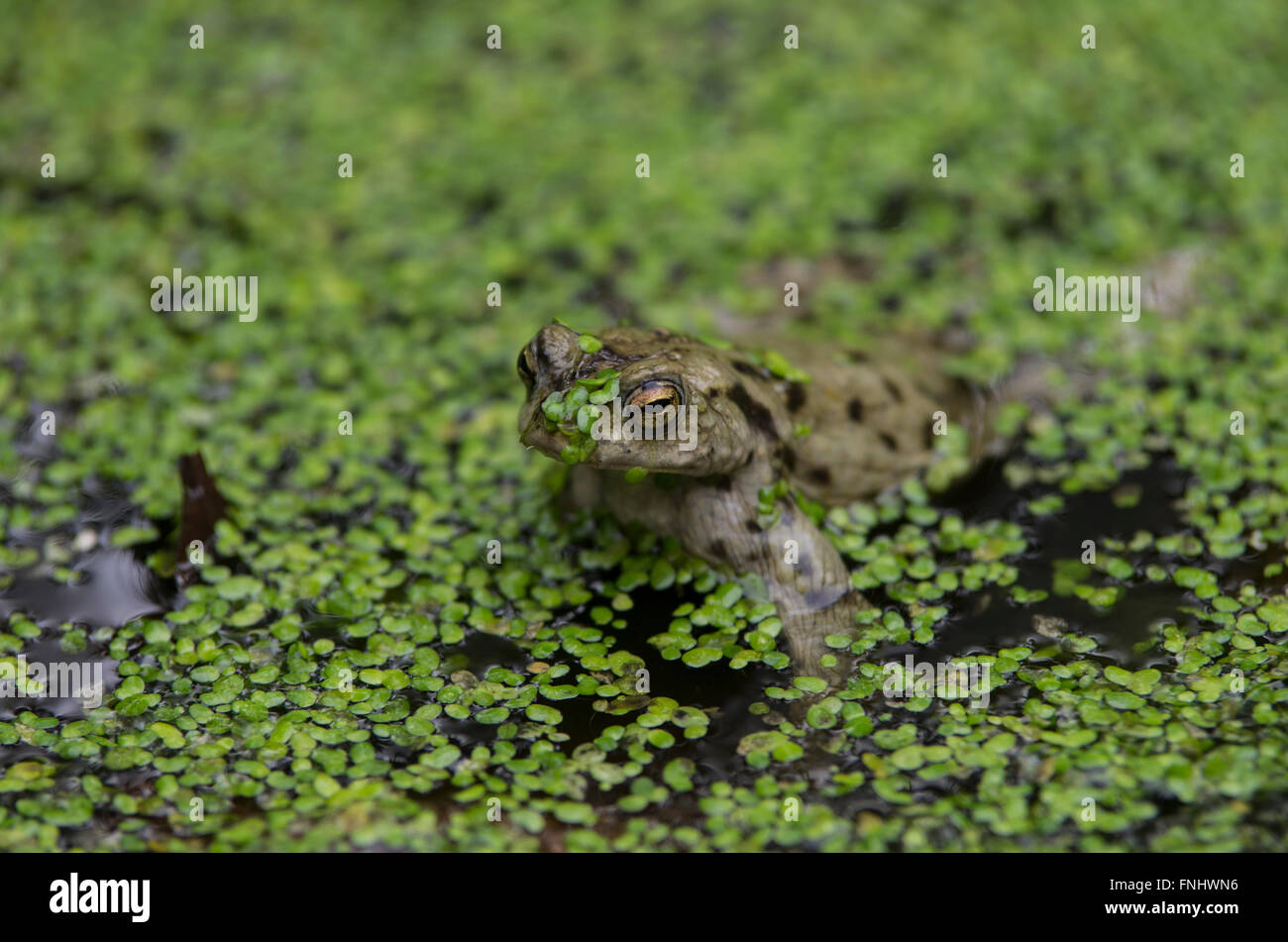 Toad in a pond in mating season swimming with leaves on its head ...