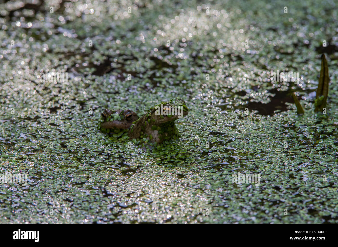 Toads in a pond in mating season swimming with leaves on their heads ...