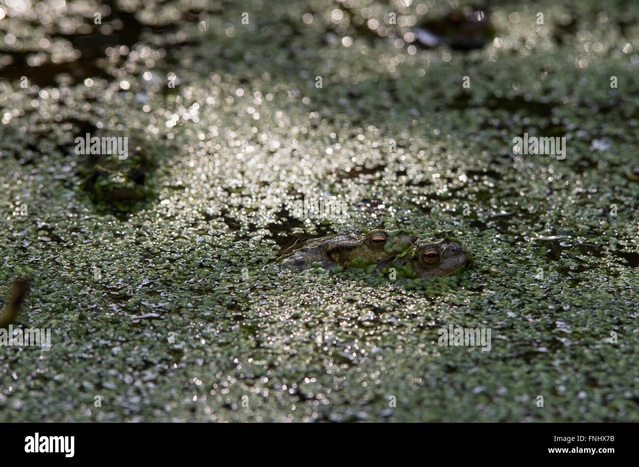 Toads in a pond in mating season swimming with leaves on their heads ...