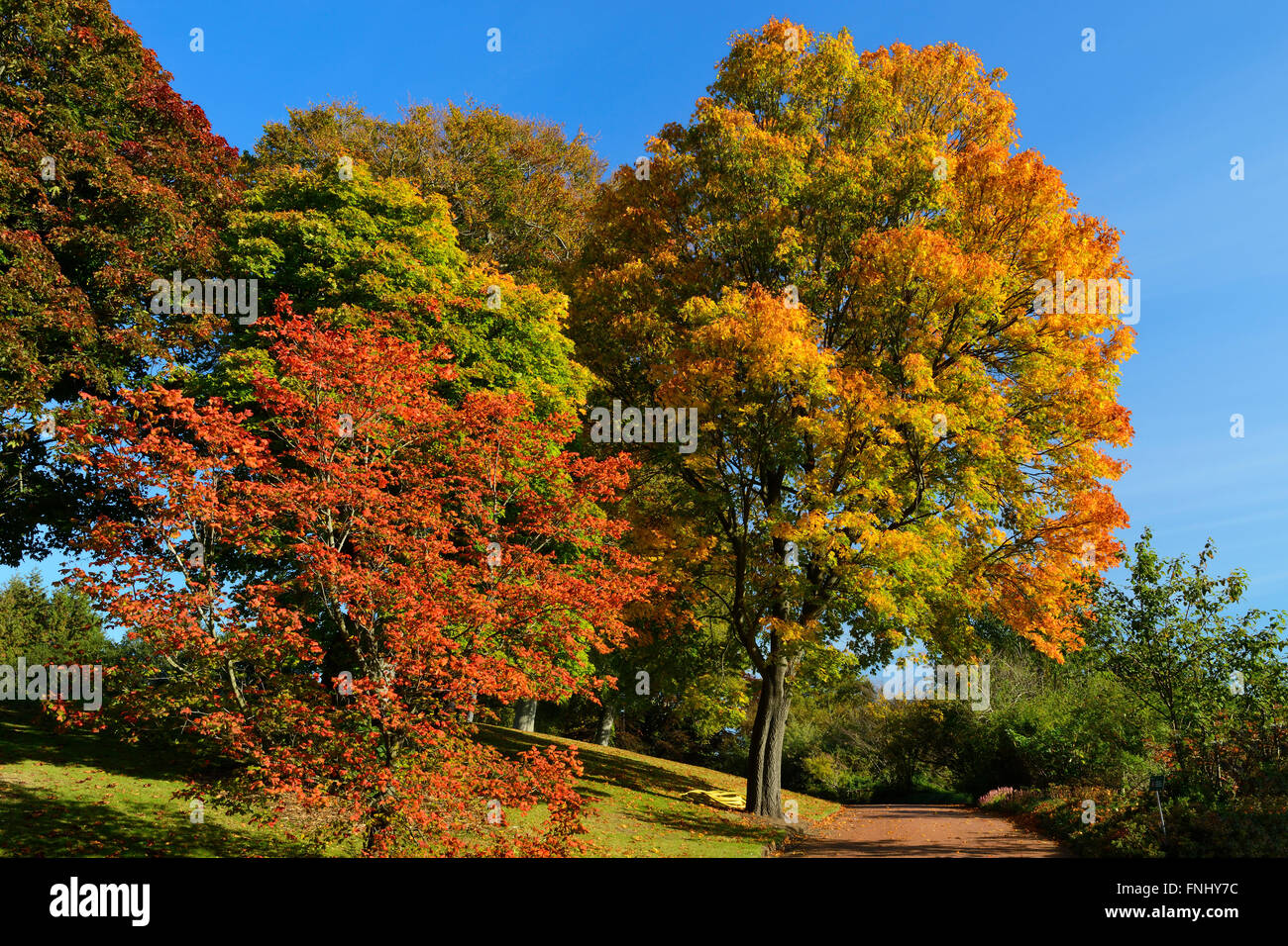 Royal botanic garden edinburgh autumn hi-res stock photography and ...