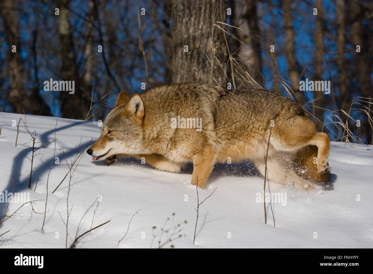 Thick beautiful winter coat hi-res stock photography and images - Alamy