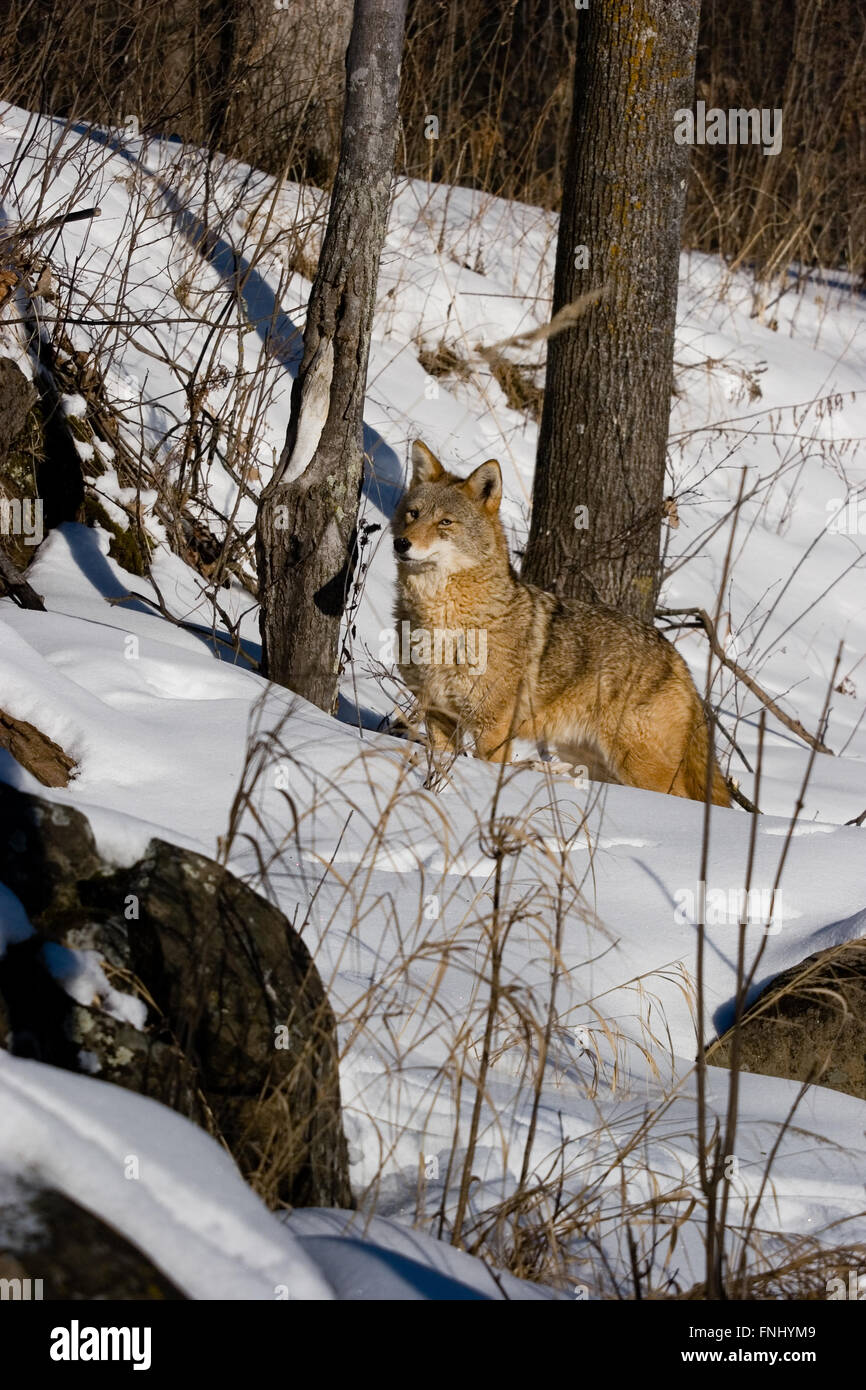 Coyote in winter Stock Photo - Alamy
