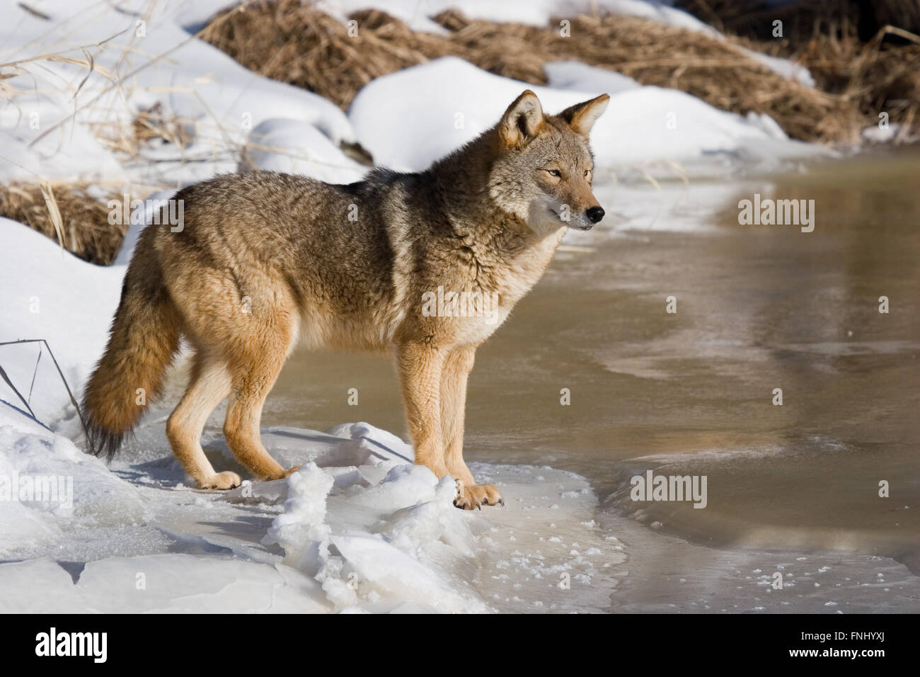 Coyote in winter Stock Photo - Alamy