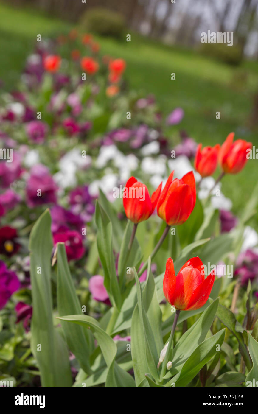 Spring flowers on the lawn Stock Photo - Alamy